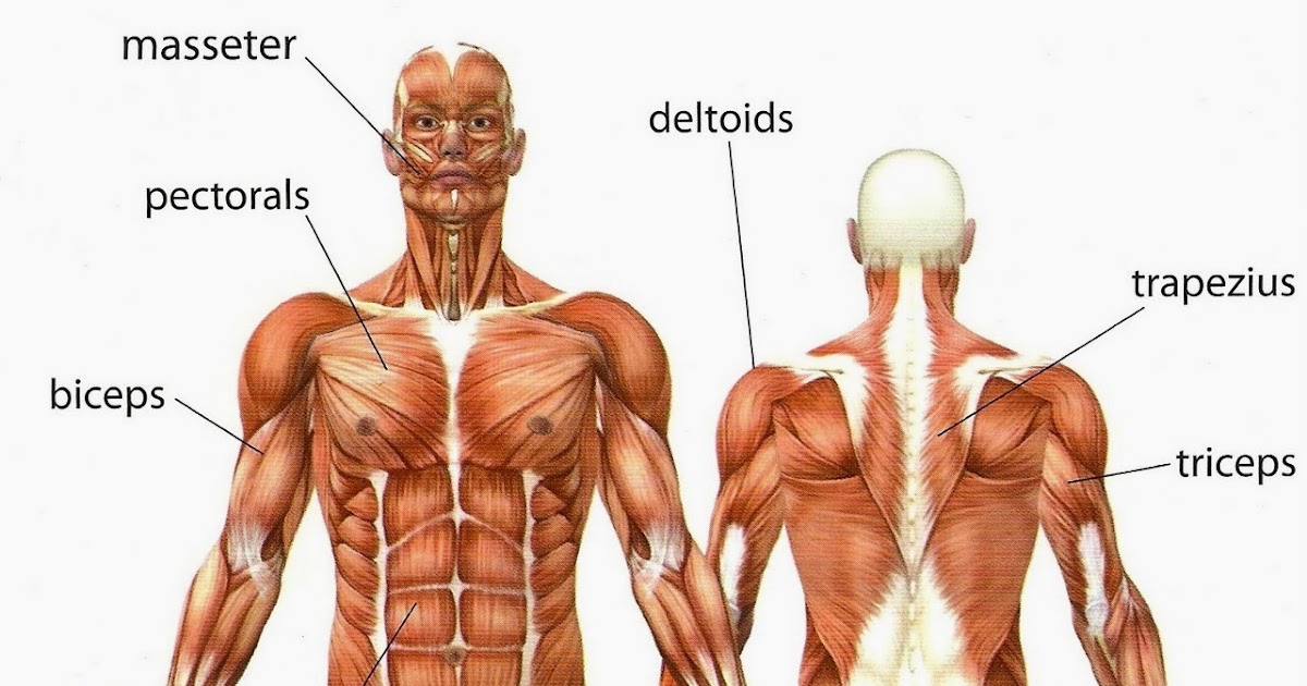 AMAZING FACTS OF LIFE 50 Amazing Facts About Human Body amazing-facts-of-life-50-amazing-facts-about-human-body