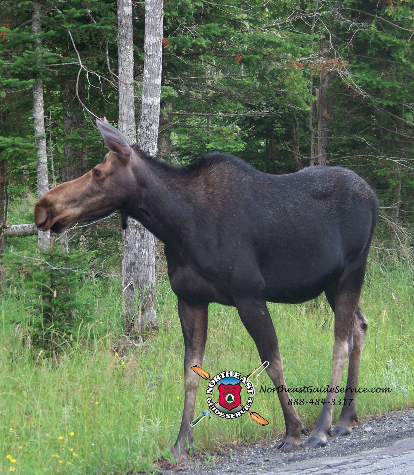 Posted by Maine Moose Tracks at 12:05 PM 0comments Posted by Maine Moose Tracks at 12:05 PM 0comments