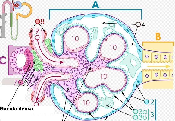 Fisiología: Tema 10. Mecanismos renales de regulación.