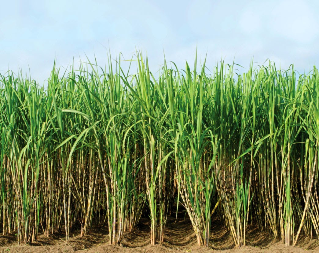 Sugar Cane Worlds Biggest Source Of Sugar Information About Crops sugar-cane-worlds-biggest-source-of-sugar-information-about-crops