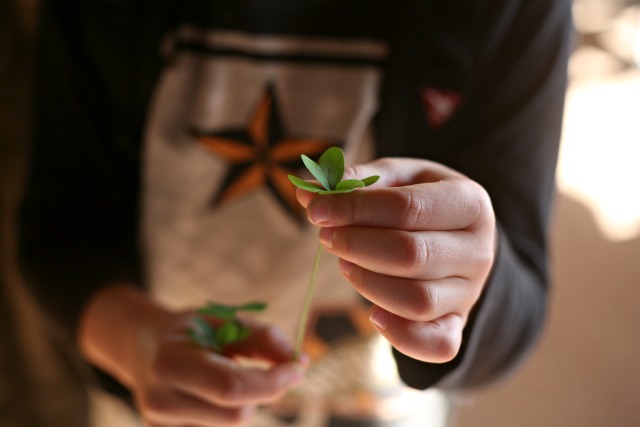 Kitchen Corners My Lucky Clovers kitchen-corners-my-lucky-clovers