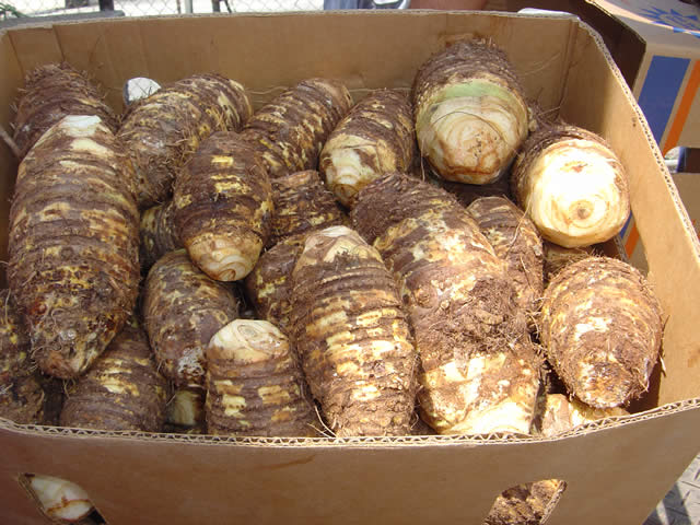 UCTP Taino News Did You Know Files Ta no Vegetable Root Tuber uctp-taino-news-did-you-know-files-ta-no-vegetable-root-tuber