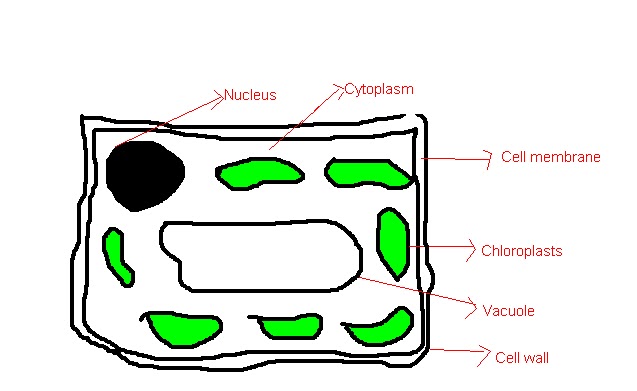 Your Science Questions Simple Plant Cell your-science-questions-simple-plant-cell