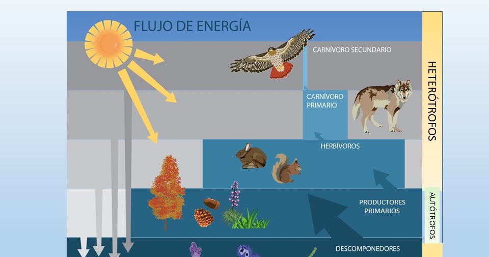 Flujo de Energía en los Ecosistemas: FLUJO DE ENERGÍA EN LOS ECOSISTEMAS