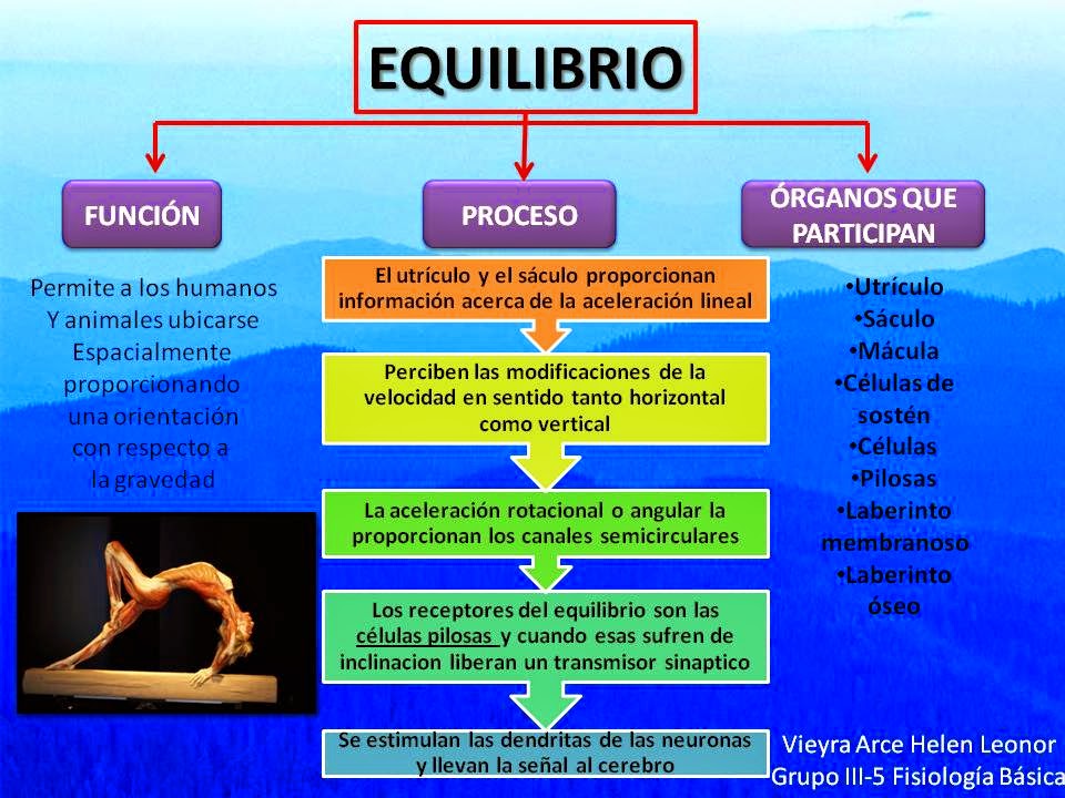 Fisiología Básica: Sentido del equilibrio. Fisiología Básica: Sentido del equilibrio.