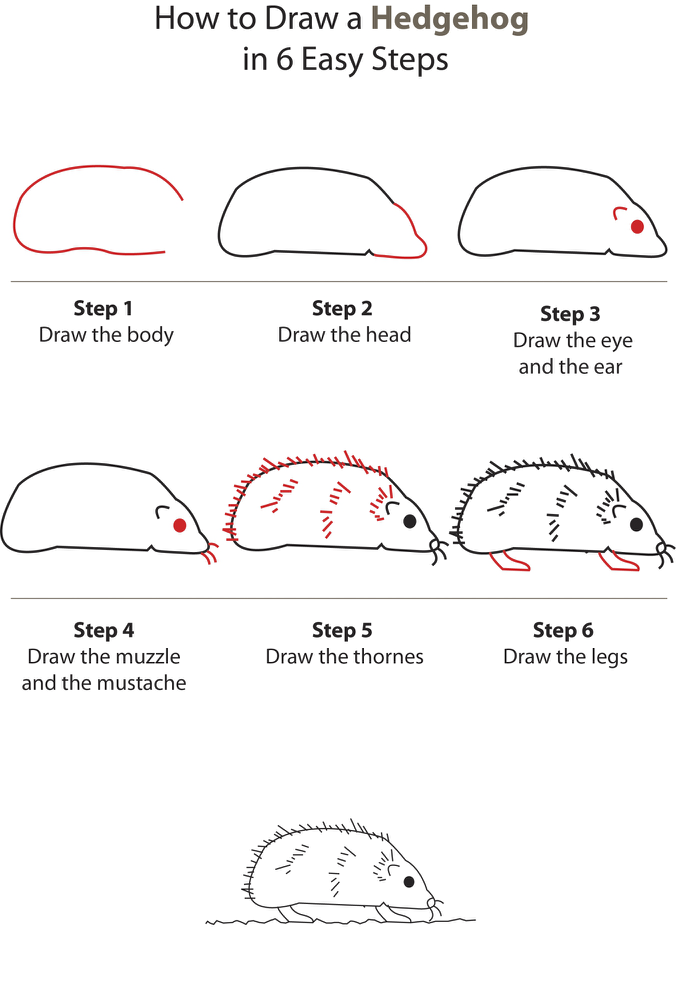 How to Draw Hedgehog - How to Draw Animal