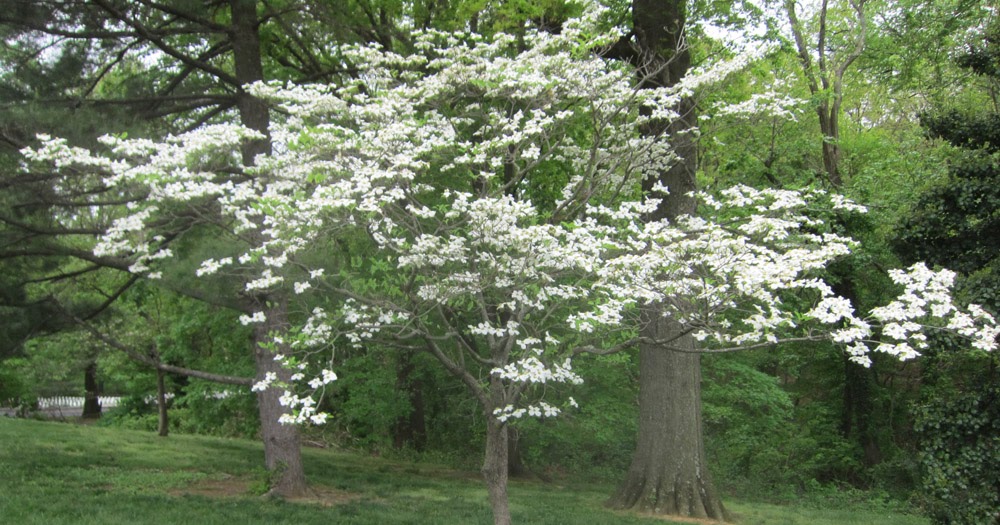 Ode Street Tribune: Rosslyn has more than tulips Ode Street Tribune: Rosslyn has more than tulips