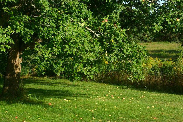 Canoe Corner Why Are My Apples Falling Off The Tree canoe-corner-why-are-my-apples-falling-off-the-tree
