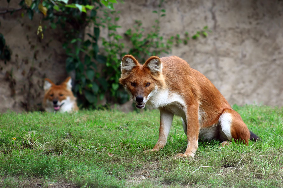 Dhole dhole