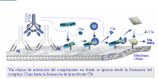 cadena a de C4 produciendo