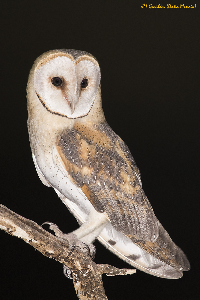 Fotografía de Naturaleza - JM Gavilán: Lechuza común o lechuza de campanario (Tyto alba)