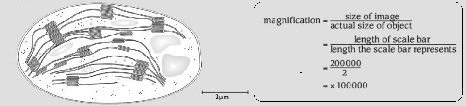 3 Microscopy Biology Notes For A Level 3-microscopy-biology-notes-for-a-level