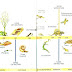 Timeline of the evolutionary history of life