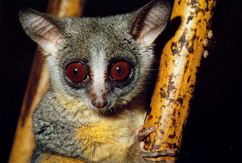 Bush Babies By My WINDOW audio Inserted SISIYEMMIE Nigerian Food bush-babies-by-my-window-audio-inserted-sisiyemmie-nigerian-food