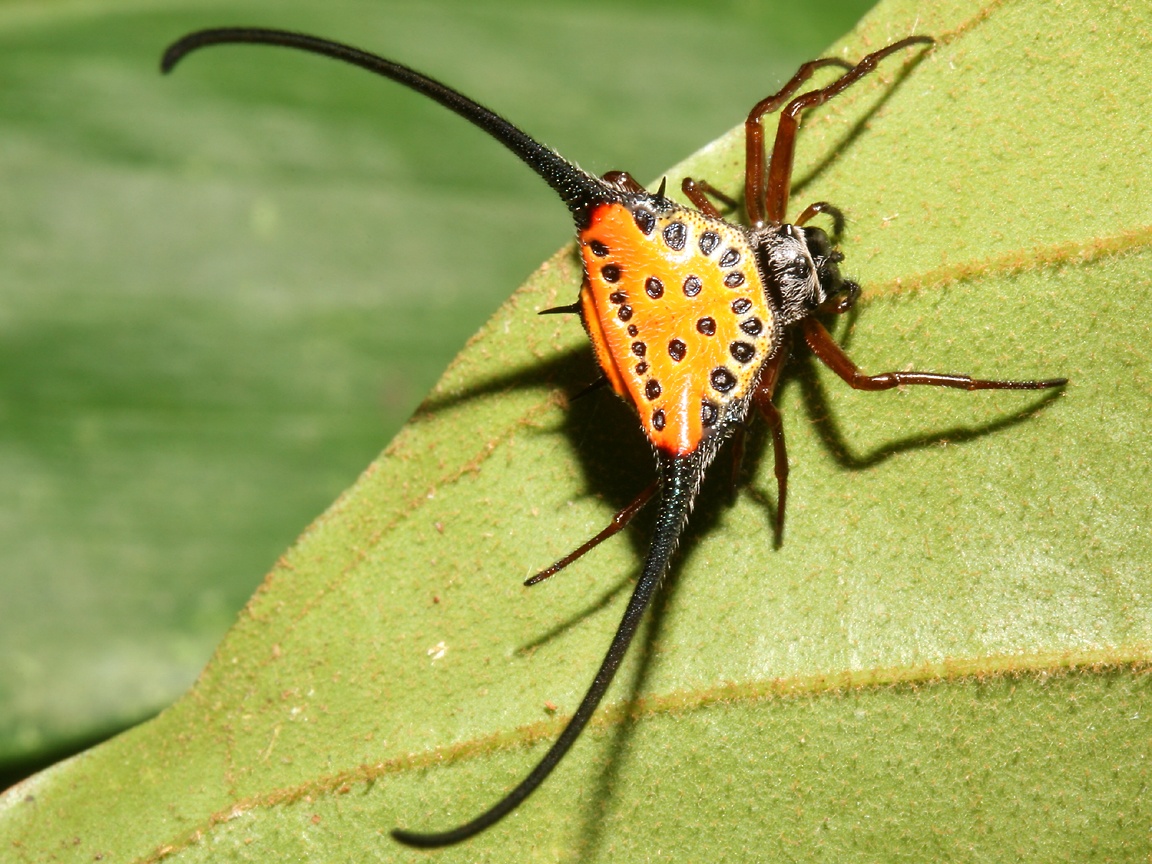 Spider The Biggest Animals Kingdom spider-the-biggest-animals-kingdom