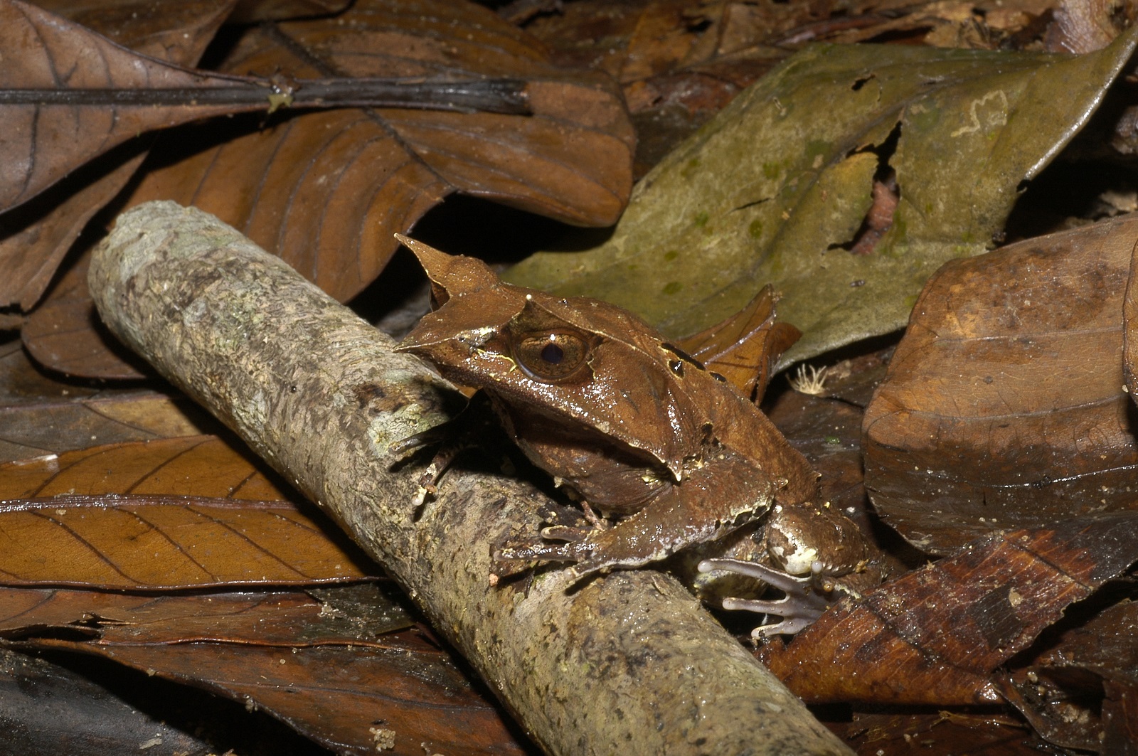 Real Monstrosities Frogs With Sticky out Bits real-monstrosities-frogs-with-sticky-out-bits