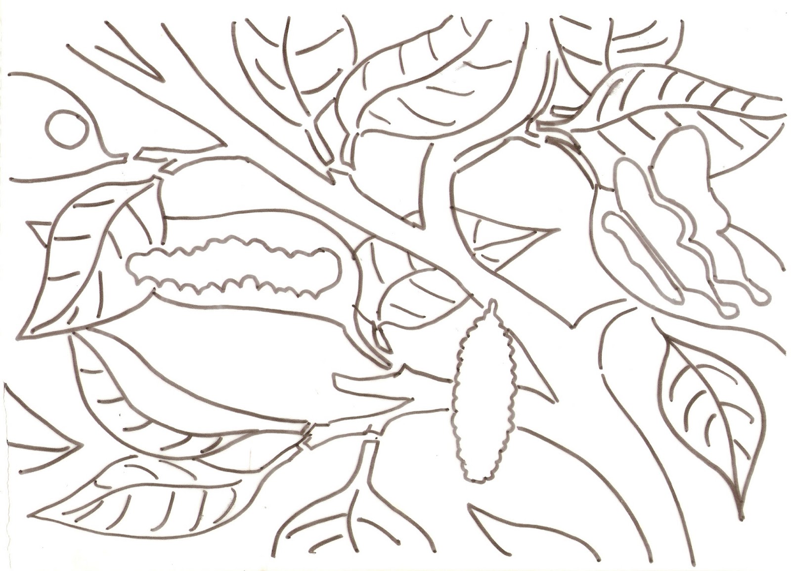 Pix For Butterfly Life Cycle Coloring Page pix-for-butterfly-life-cycle-coloring-page