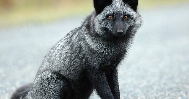 The Silver Fox ~ Kuriositas