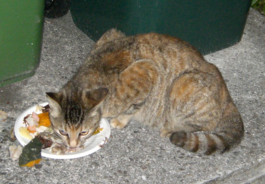 Dunia Sains Dan Teknologi KSSR Tahun 2: HAIWAN YANG MAKAN TUMBUHAN DAN ... Dunia Sains Dan Teknologi KSSR Tahun 2: HAIWAN YANG MAKAN TUMBUHAN DAN ...