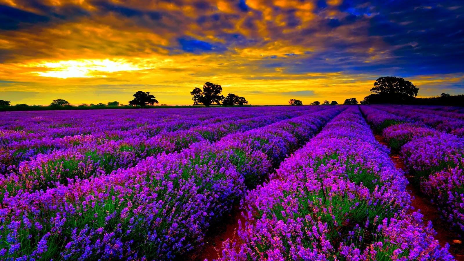 Lavender Winter Flowers Melbourne Florist lavender-winter-flowers-melbourne-florist