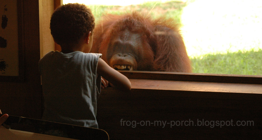 Monkey Sign Language monkey-sign-language