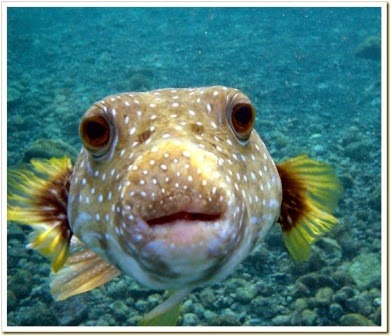 Els animals més perillosos: Peix Globus