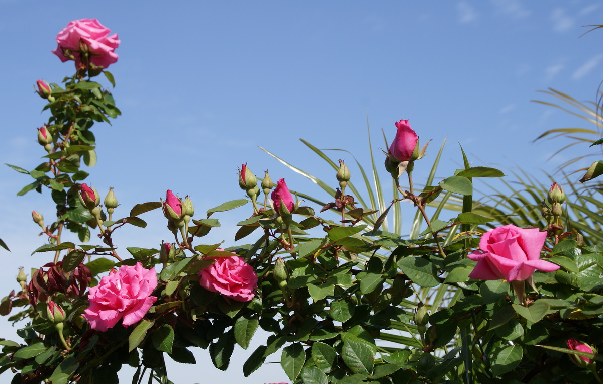 Organic Garden Dreams: Rose of the Month: 'Zephirine Drouhin'