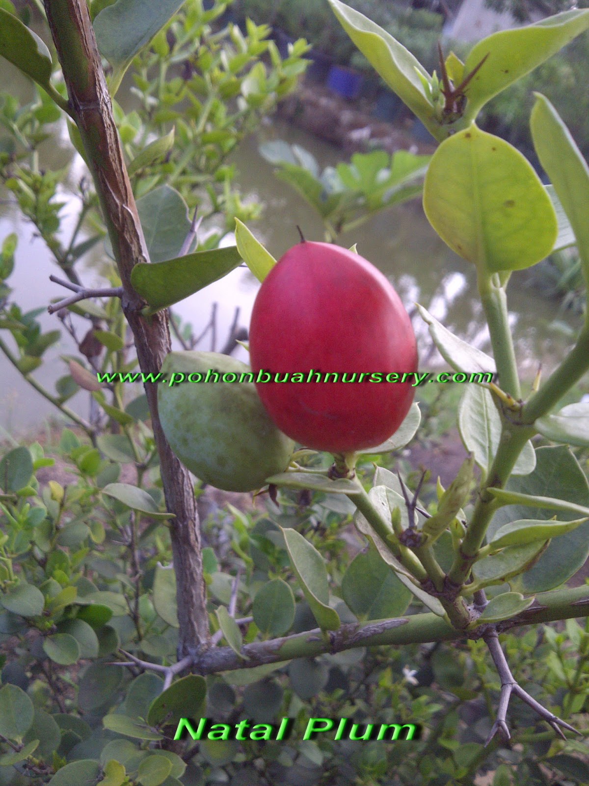 PBN: Natal Plum