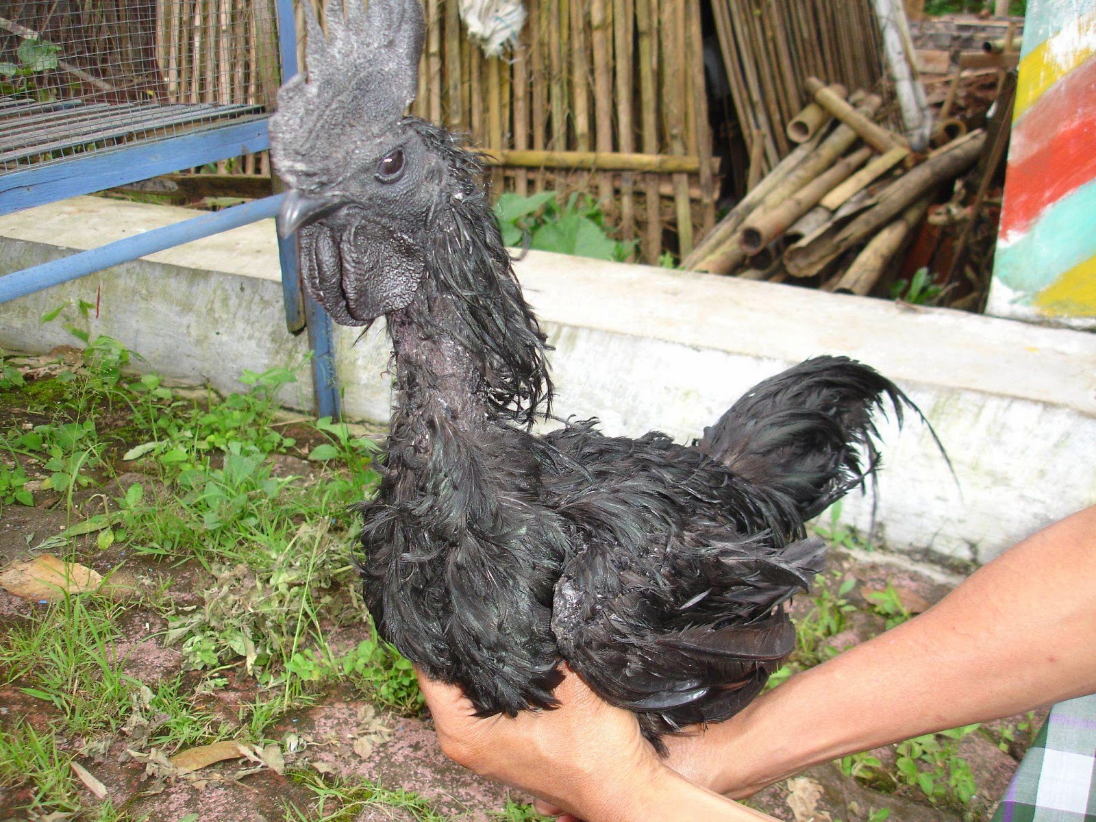 PENAMPAKAN NYATA: Khasiat ayam cemani darah hitam yang belum anda ketahui PENAMPAKAN NYATA: Khasiat ayam cemani darah hitam yang belum anda ketahui