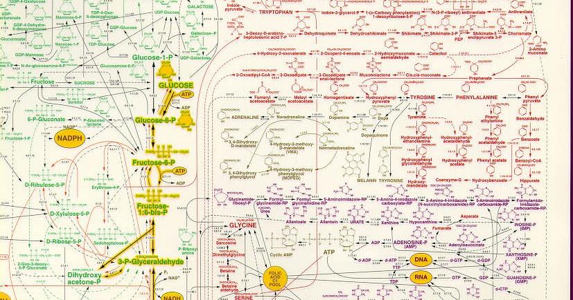 Mundo da Bioquímica (blog sobre bioquímica): Mapa metabólico completo