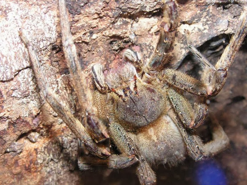 Funny Freast The Most Poisonous Spider In The World funny-freast-the-most-poisonous-spider-in-the-world