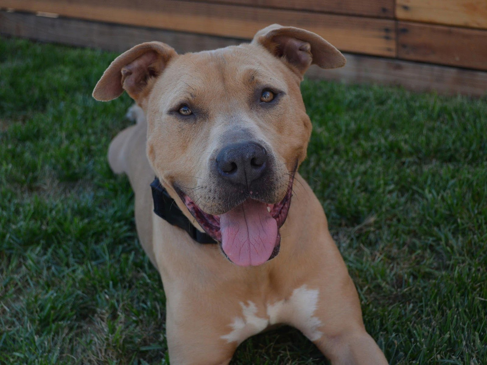 NAME A RESCUE DOG Contest Downtown Dog Rescue Downtown Dog Rescue name-a-rescue-dog-contest-downtown-dog-rescue-downtown-dog-rescue