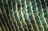 Animal Body Coverings: Scales