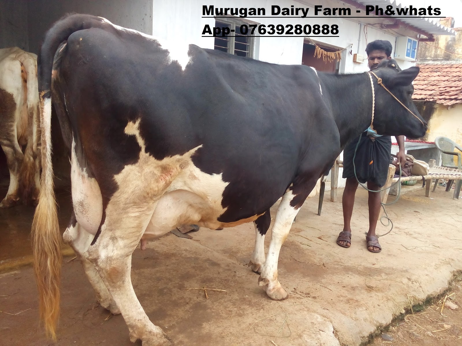 High Yielding HF Jersey Cows For Sale In Tamilnadu Kerala Andra Pradesh HF COWS PICTURES high-yielding-hf-jersey-cows-for-sale-in-tamilnadu-kerala-andra-pradesh-hf-cows-pictures