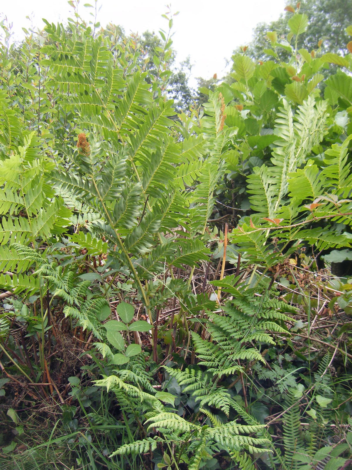 21stcenturynaturalist: The Royal Fern