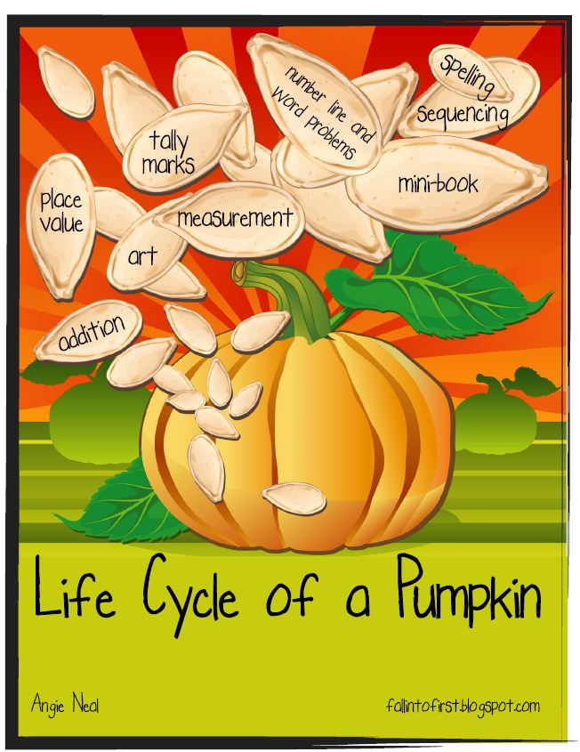 Fall Into First: Pumpkin Life Cycle