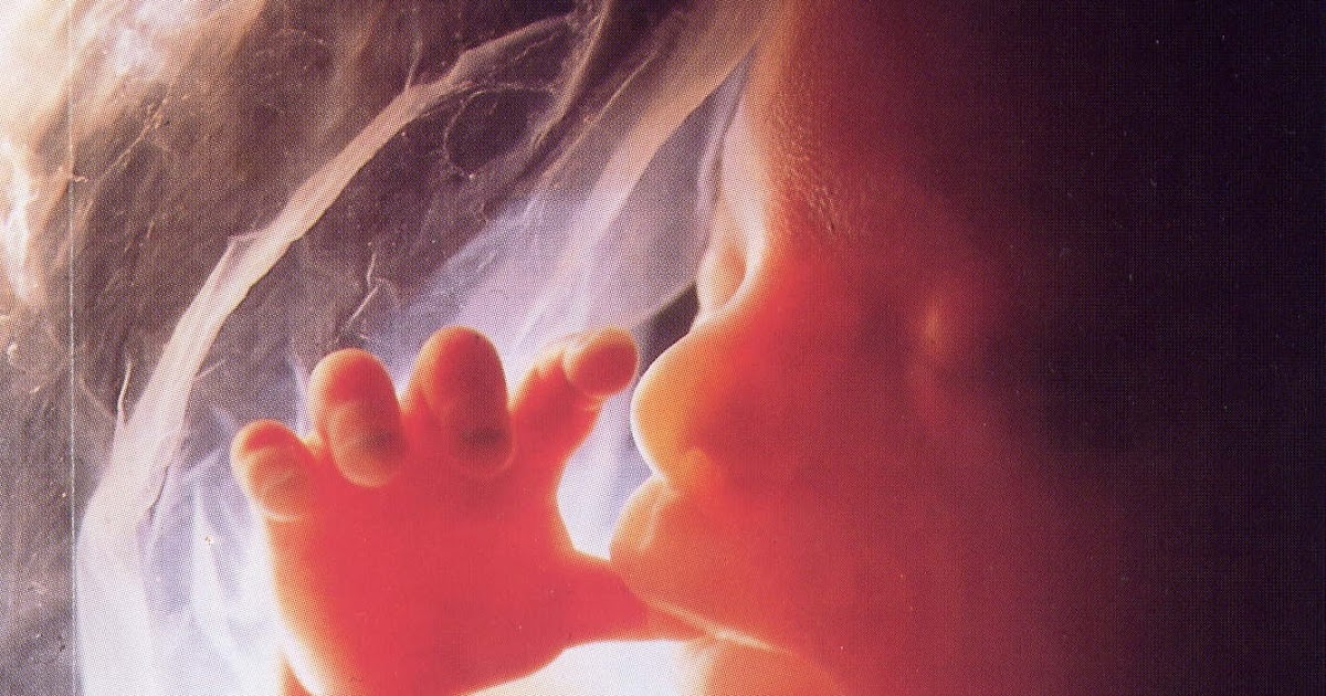 Orthodox Messianic Judaism Babies In The Womb Can Feel Pain At 20 orthodox-messianic-judaism-babies-in-the-womb-can-feel-pain-at-20