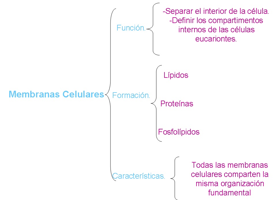 Estrategias de Aprendizaje: Cuadro Sinóptico Membranas Célulares Estrategias de Aprendizaje: Cuadro Sinóptico Membranas Célulares