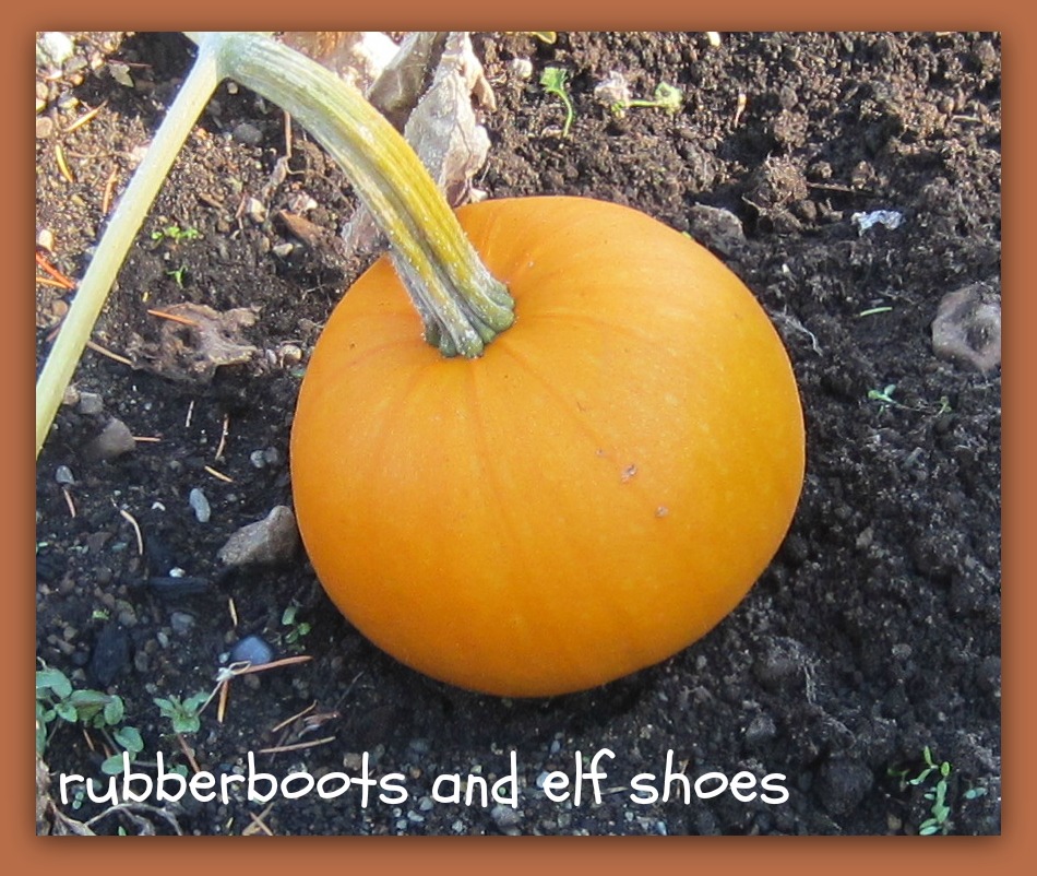 measuring with pumpkins - rubber boots and elf shoes