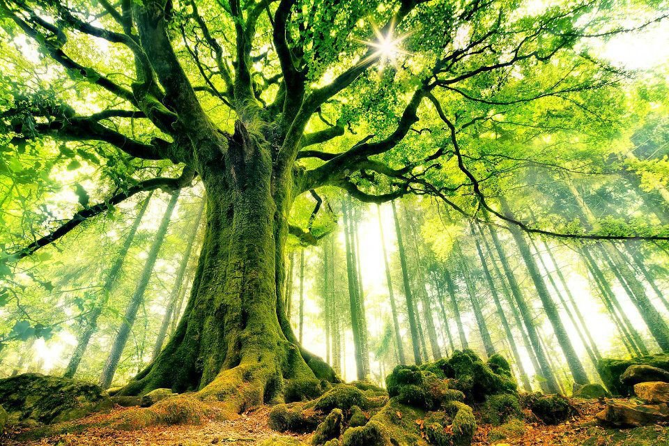 Mother Earth And Environmental Pollution WHY DO WE NEED TREES mother-earth-and-environmental-pollution-why-do-we-need-trees