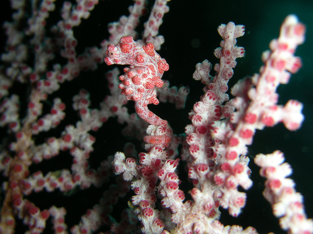 Real Monstrosities Pygmy Seahorse real-monstrosities-pygmy-seahorse