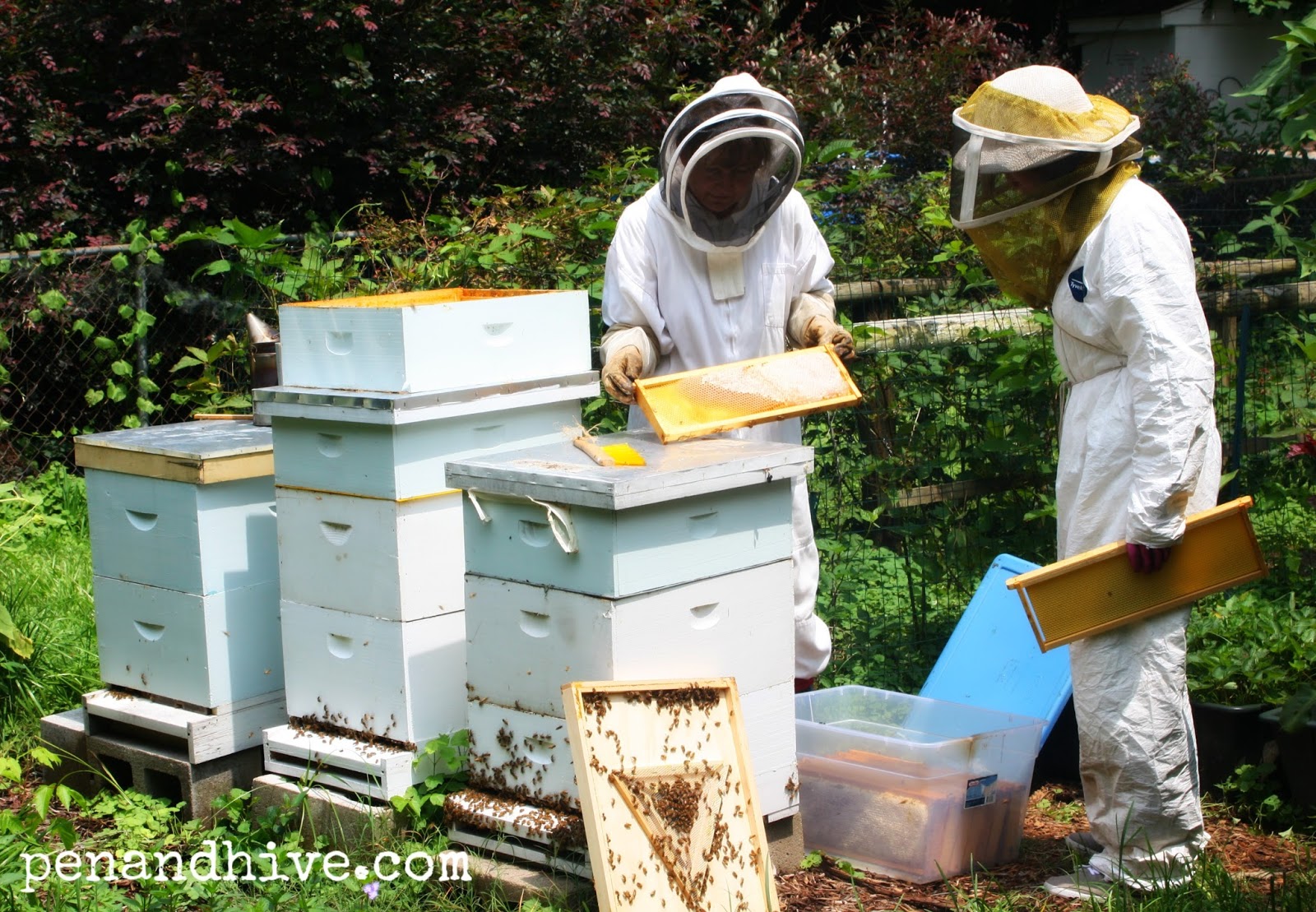 Pen Hive Harvesting Honey What You Need To Know pen-hive-harvesting-honey-what-you-need-to-know
