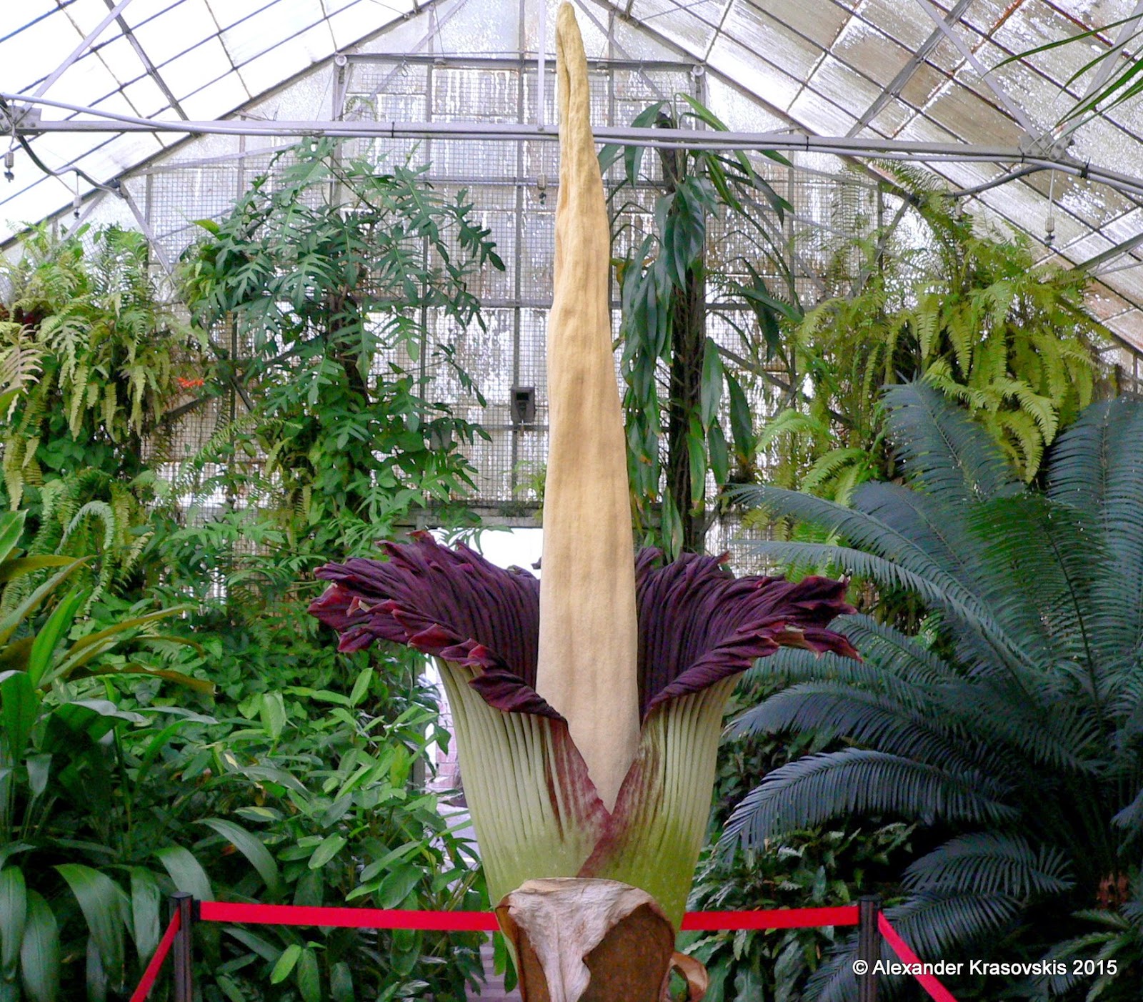 Aggregata Plants & Gardens: Amorphophallus titanum aka Titan Arum 2015 ... Aggregata Plants & Gardens: Amorphophallus titanum aka Titan Arum 2015 ...