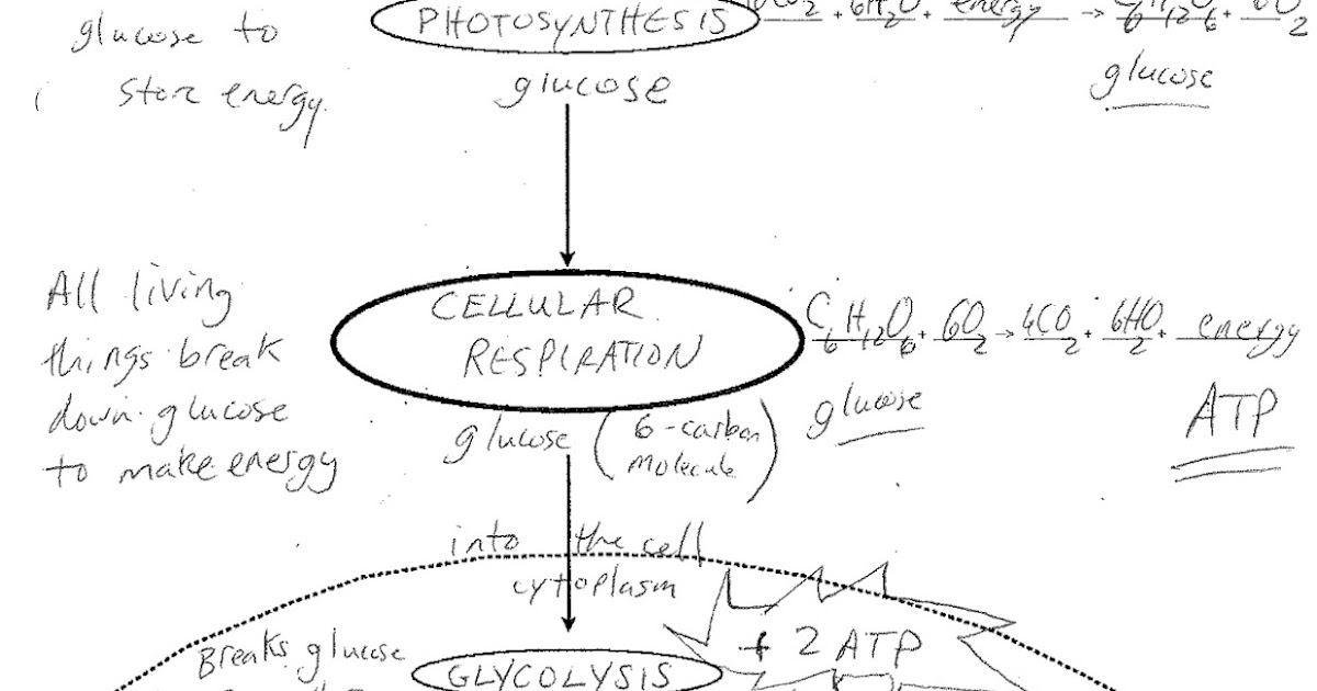 Cellular Energetics Concept Map Word Bank - United States Map