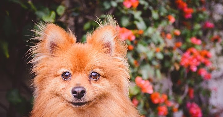 Small Animal Talk How To Take The Best Photo Of Your Best Friend small-animal-talk-how-to-take-the-best-photo-of-your-best-friend