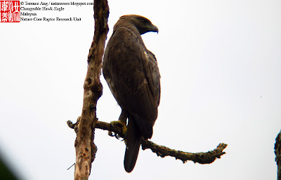 NCRRU - Changeable Hawk Eagle (Dark Morph)