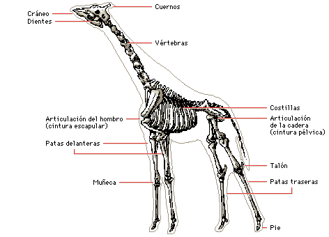 EL CUELLO DE LAS JIRAFAS - Mundo Animal