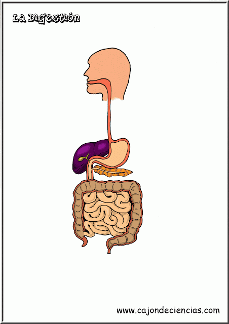 Aprende con Míster Tiza: El aparato digestivo Aprende con Míster Tiza: El aparato digestivo