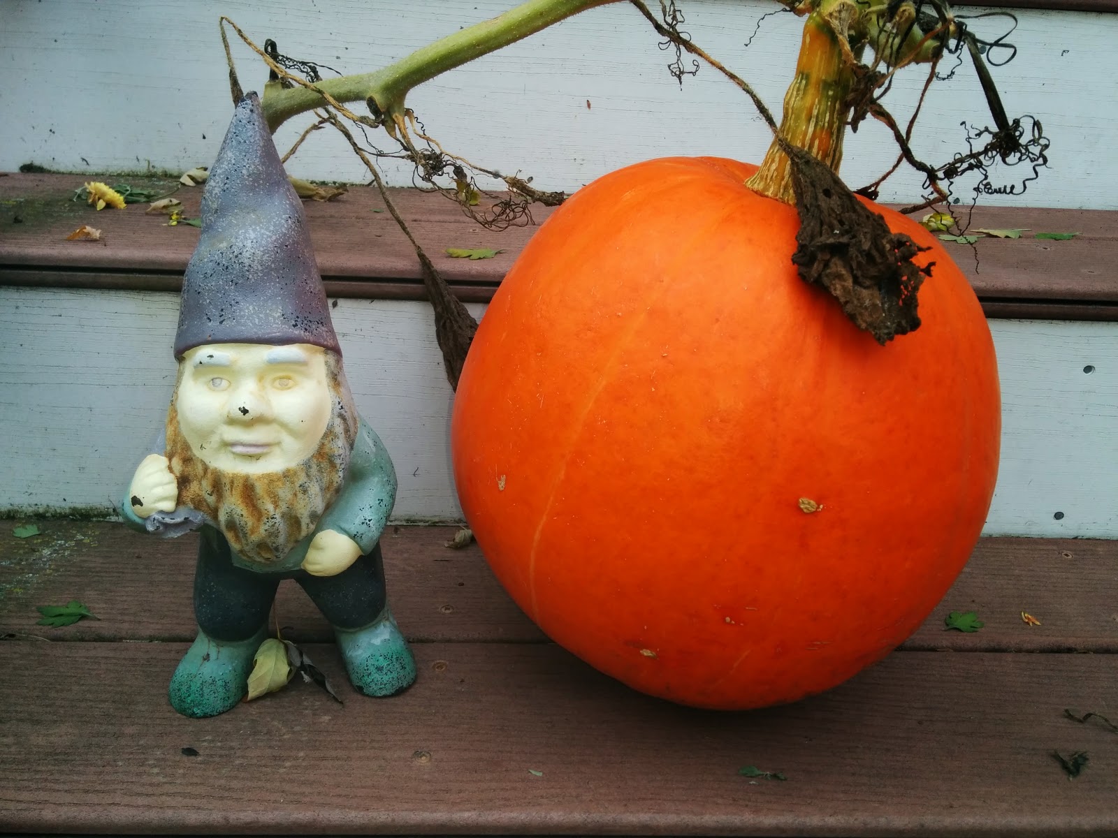 Biggest Pumpkin I ve Ever Grown biggest-pumpkin-i-ve-ever-grown