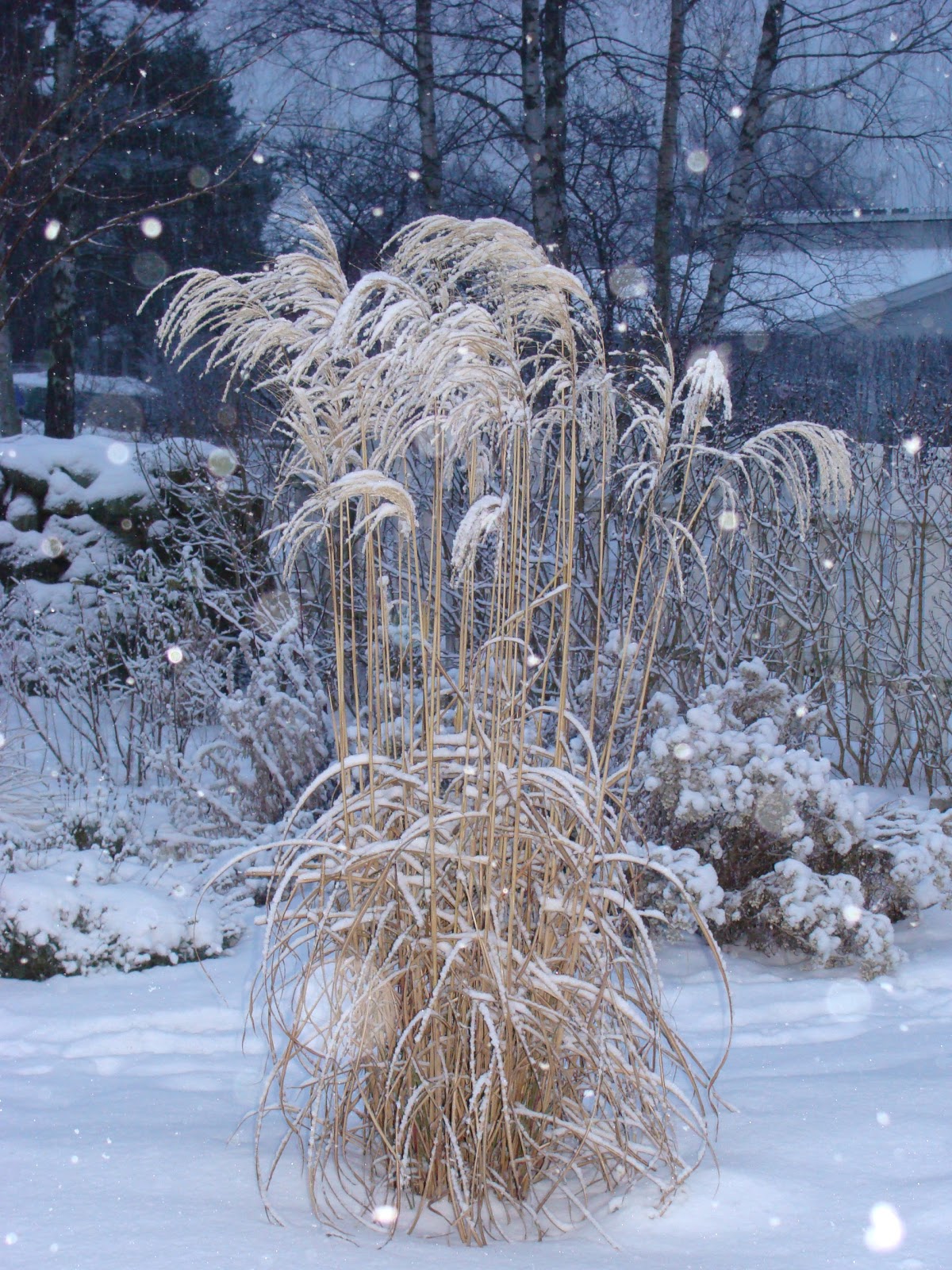 Glansmiskantus | Kungsbacka Trädgårdsdesign